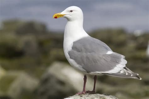 Glaucous Winged Gulls Larus Glaucescens Information Earth Life
