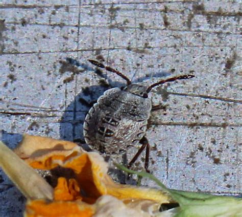 Tiny Gray Bug Bugguidenet