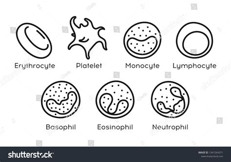 Eosinophils Icon Over 333 Royalty Free Licensable Stock Vectors