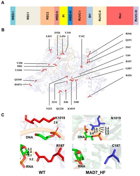 Engineering A High Fidelity Mad7 Variant With Enhanced Specificity For