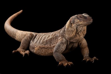 Angel Island Chuckwalla Sauromalus Hispidus Joel Sartore