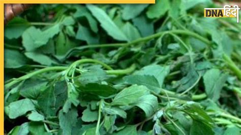 Bathua Saag Benefits Latest News And Updates In Hindi Bathua Saag Benefits के समाचारताज़ा