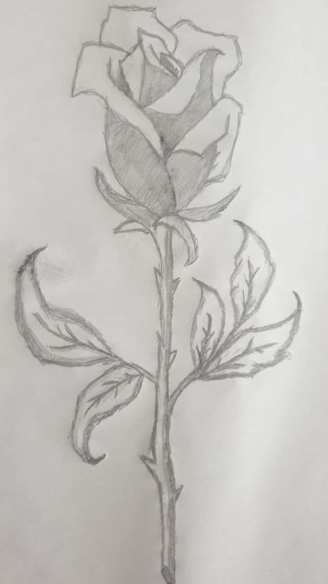 Dibujos A Lápiz De Rosas Faciles