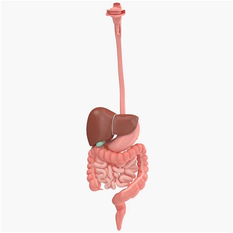 Sistema Digestivo 3d Modelos Descargar Free3d