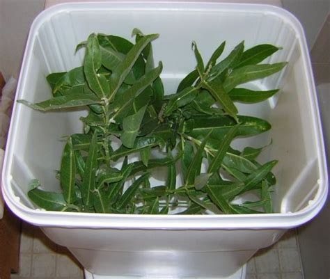 Milkweed Cuttings Inside Bucket Cage The Monarch Raising