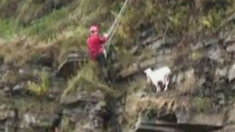 Trapped Goats Bid For Freedom Bbc News