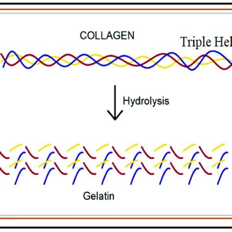 Casein Polymer Structure Download Scientific Diagram