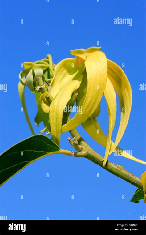 Ylang Ylang Or Cananga Tree Cananga Odorata Flowering Nosy Be