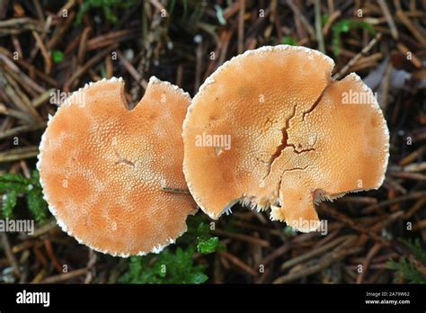 Cystodermella Cinnabarina Known As Cinnabar Powdercap Wild Mushroom