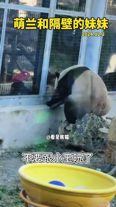 萌兰 找妹妹 听八卦 萌兰大熊猫萌兰 萌兰么么儿 八卦 看见熊猫 Youtube