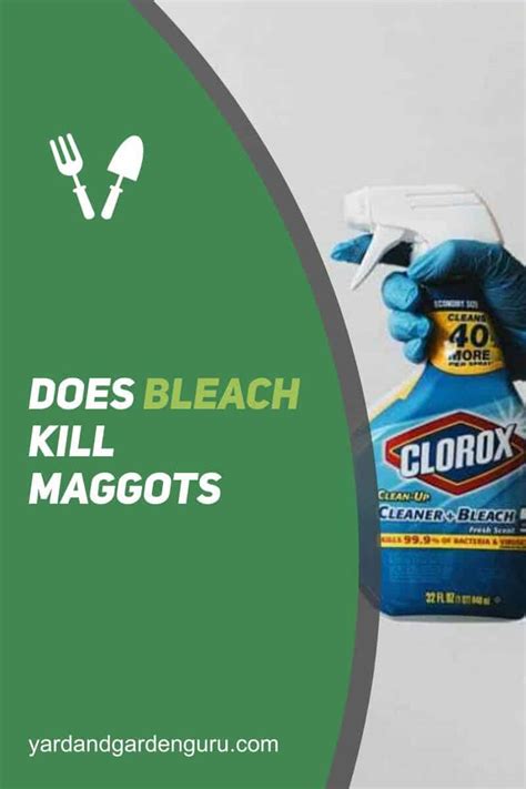 Does Bleach Kill Maggots