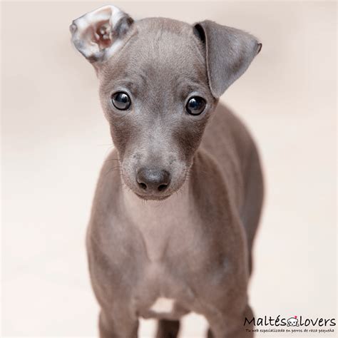 Galgo Toy O Mini El Piccolo Miniatura Más Pequeño