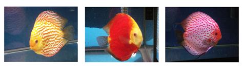 Discover A Festival Of First Class Fish This October Practical