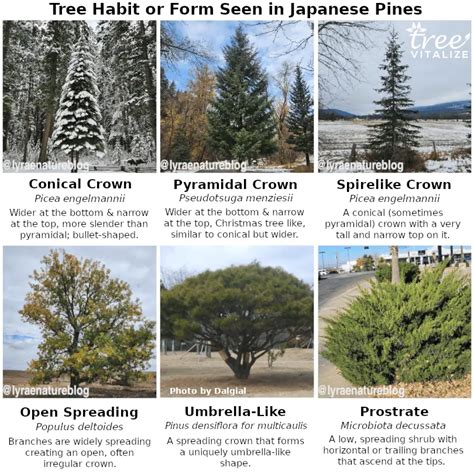 5 Different Types Of Japanese Pine Trees And Identifying Features
