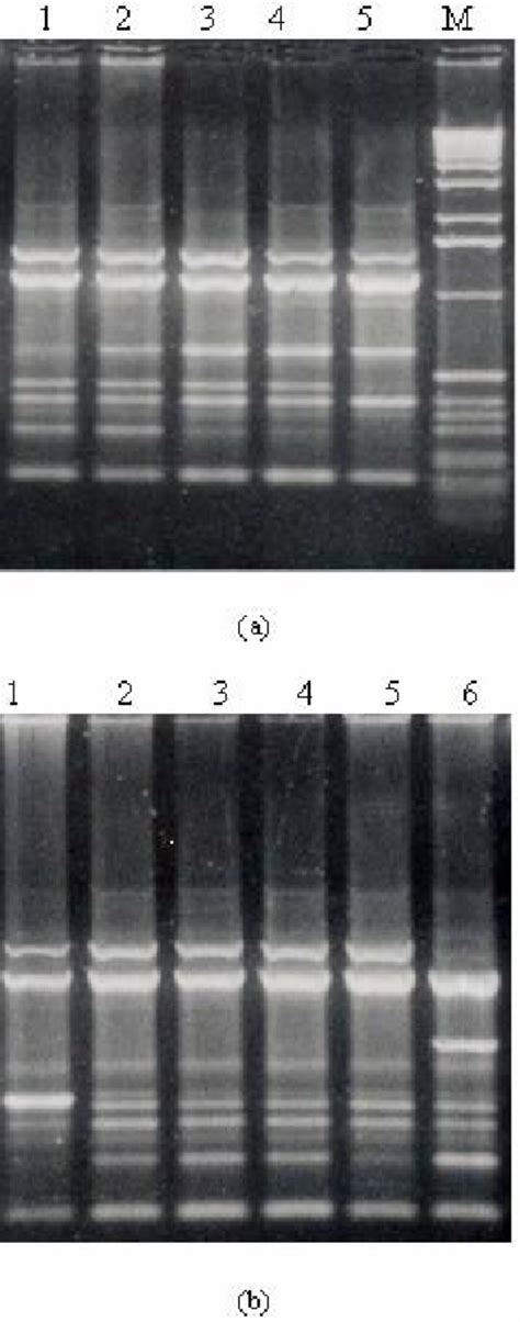 An Example Of Rapd Banding Pattern Obtained From Primer Ubc3 On 11