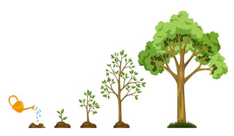 Stages Growth Of Tree From Seed Watering The Plants Collection Of