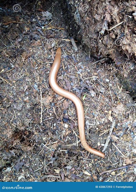 Slow Worm Stock Image Image Of Organism Garden Worm 43867293