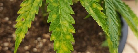 Leaf Septoria And Cannabis Prevention And Treatment Rqs Uk Rqs Blog