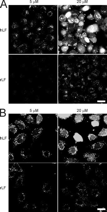 A Cell Penetrating Peptide Derived From Human Lactoferrin With