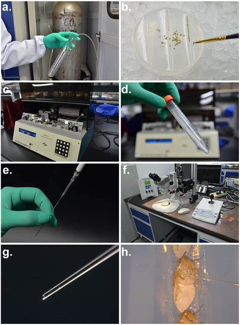 Efficient Rnai Of Rice Planthoppers Using Microinjection