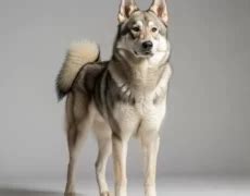 Kugsha Dog Info History Temperament Training Puppy Pictures
