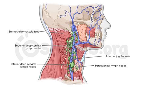 Lymph Nodes In Neck Location Diagram Cancer Neck Lymph Nodes
