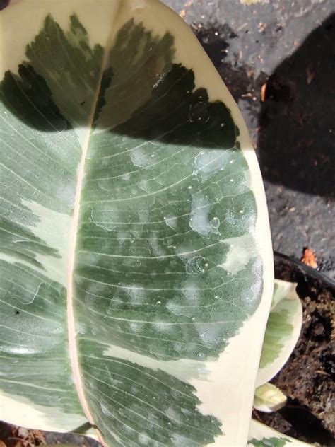 Mites On My Ficus Rplantclinic
