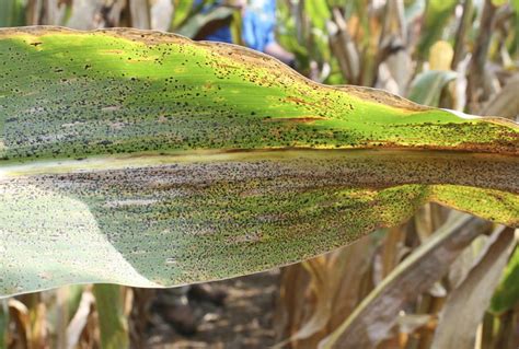 Corn Disease Alert What To Watch For And When To Spray