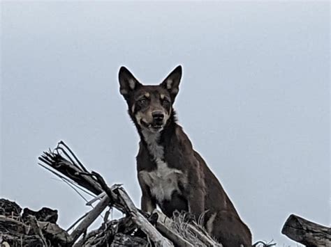 Mapped Every Dingo Sighting In Queensland The Cairns Post