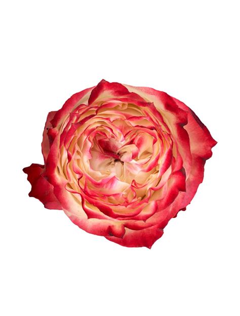 Apple Jack Colors Land