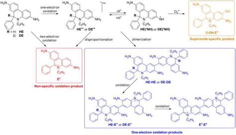 On The Use Of Fluorescence Lifetime Imaging And Dihydroethidium To