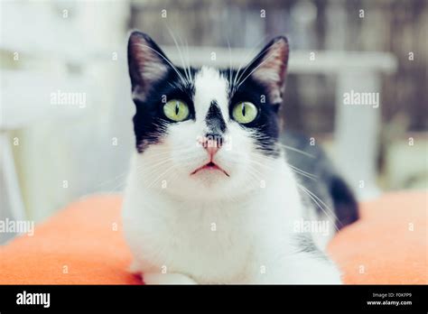 Scared Cat Faces