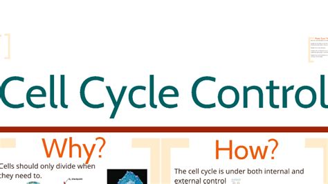 2024 Ap Bio Cell Cycle 2 Cell Cycle Control By Joselyn Ponce On Prezi