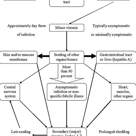 The Pathophysiology Of Enterovirus Infection Download Scientific Diagram