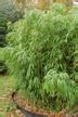 Buy Square Stem Bamboo Free Shipping Wilson Bros Gardens