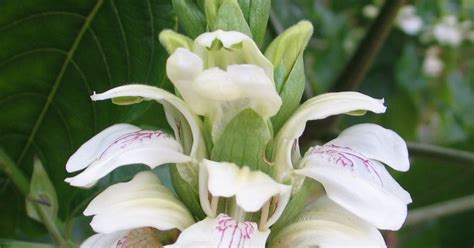 Vasaka Leaf Adhatoda Vasica Top Quality Herbs And Tinctures