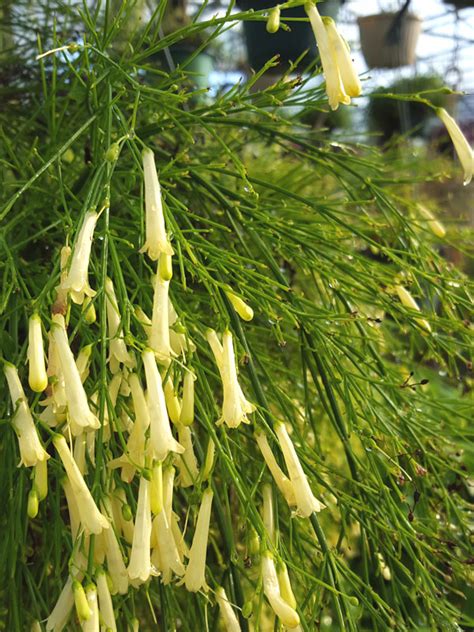 Russelia Juncea