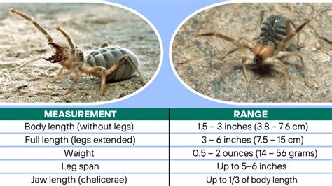 Camel Spider Size Real Dimensions Human Comparisons