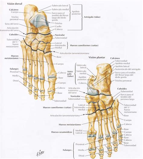 Causas De Hernias Y Protrusiones Discales Javier De La Nuez