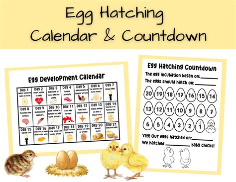 Chicken Egg Development Calendar And Countdown Countdown Chicken Eggs Development