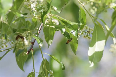 How To Identify A Black Cherry Tree At Mackenzie Balfour Blog