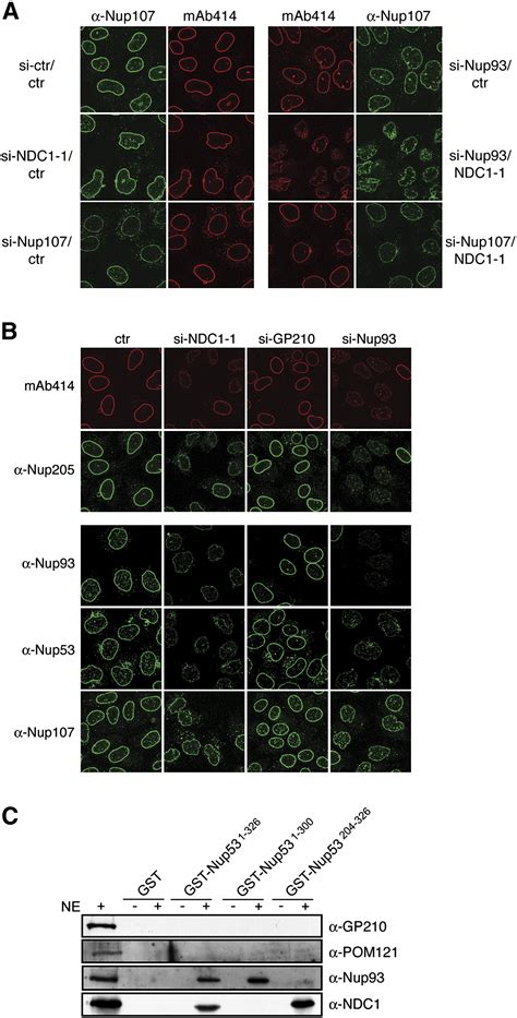 The Conserved Transmembrane Nucleoporin Ndc1 Is Required For Nuclear
