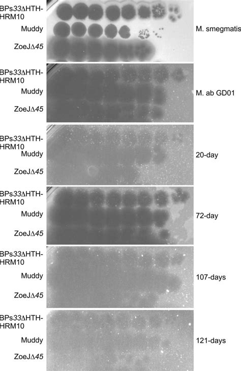 Phage Susceptibilities Of Gd01 Clinical Isolates M Abscessus Were