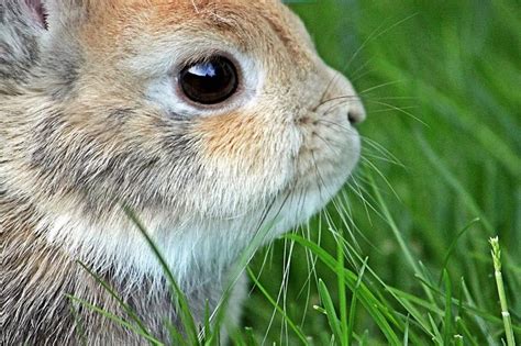 Bunny Rabbit Eye Color