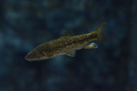 Mediterranean Barbel • Barbus Meridionalis • Fish Sheet