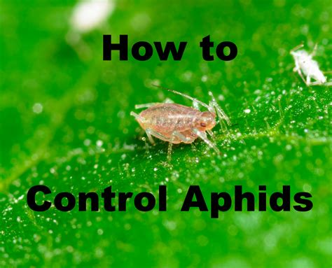 Aphids Remedies And Biological Control Edition Time