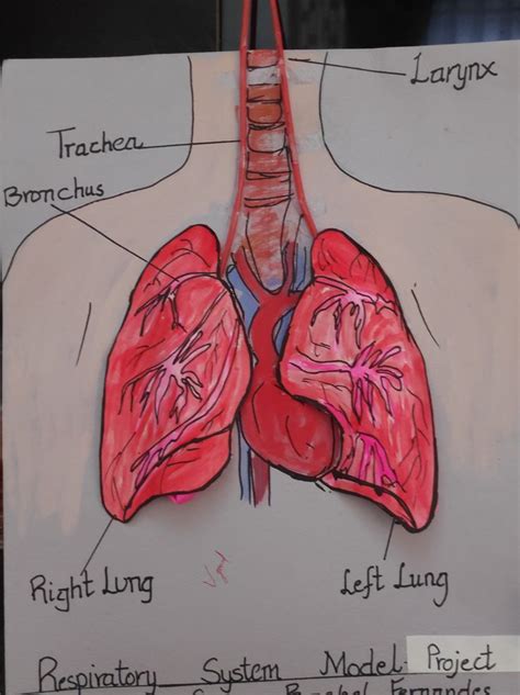 Respiratory System Model Respiratory System Projects Respiratory