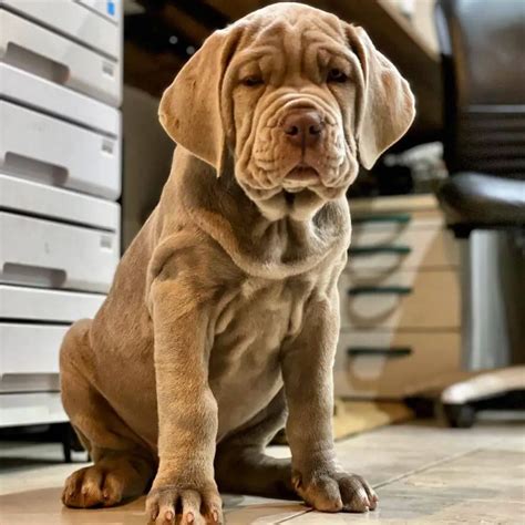 15 Photos Of Neapolitan Mastiff Puppies That Make Everyones Heart Melt