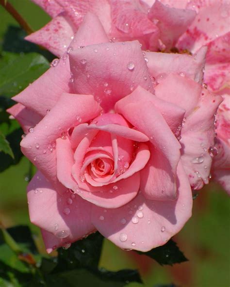 Mahmoud Ghorbani Posted On Linkedin