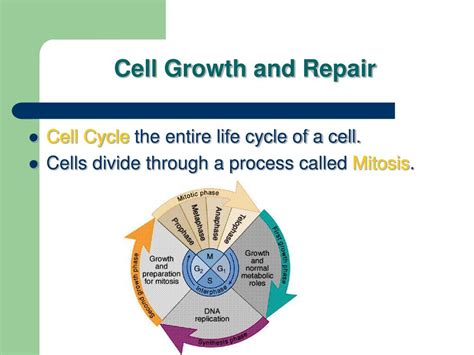 What Provides New Cells For Growth And Repair